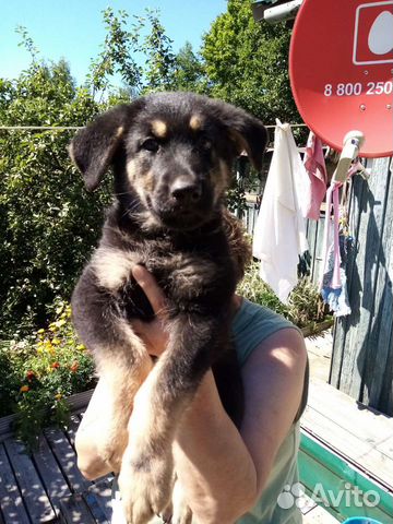 Метис немецкой овчарки
