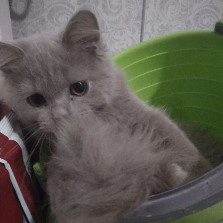 Заберу котенка