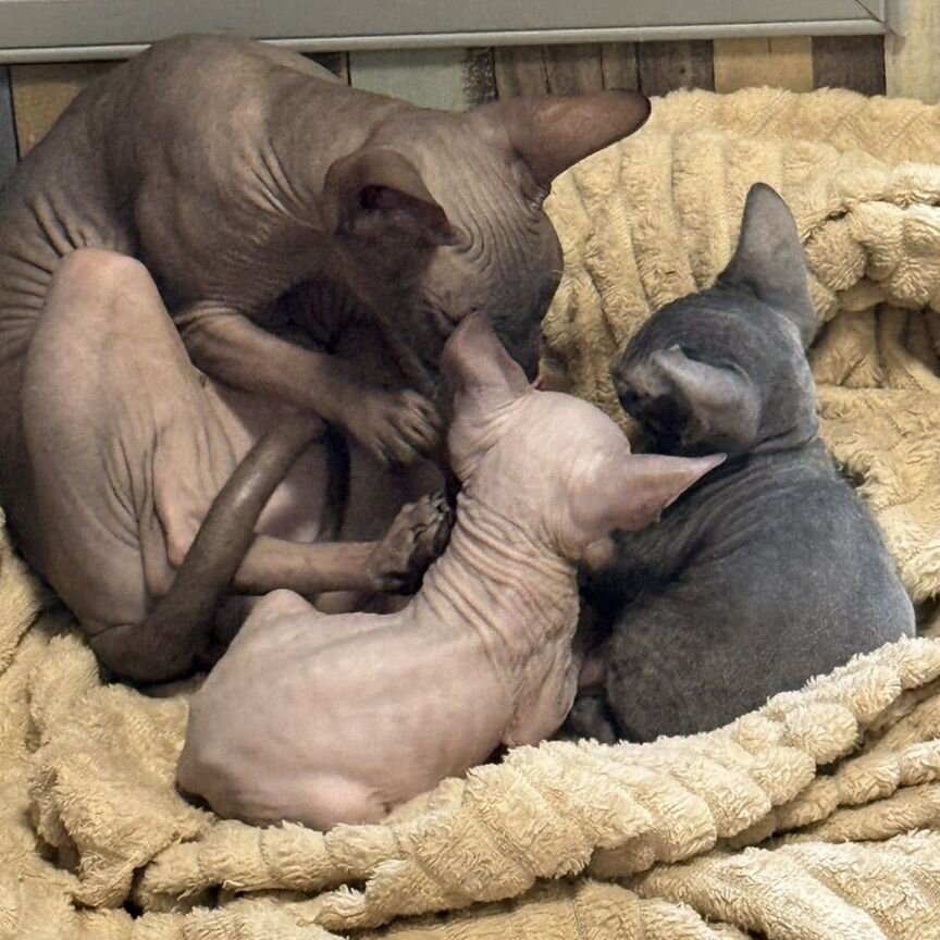 Канадский сфинкс котенок