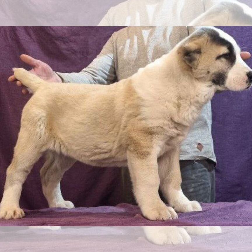 Щенки алабая