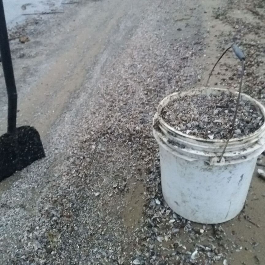 Ракушка речная, корм для птиц