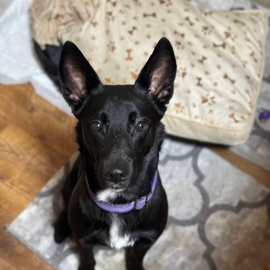 Жизнерадостный Трюфель хочет домой