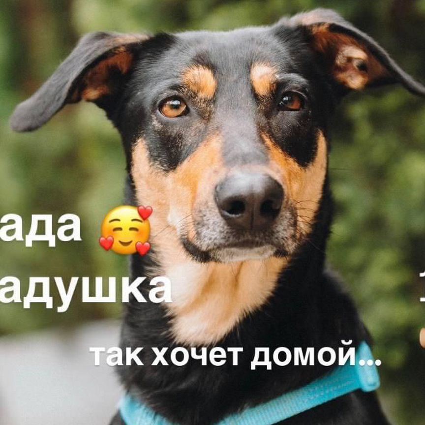 Взрослая собака в добрые руки