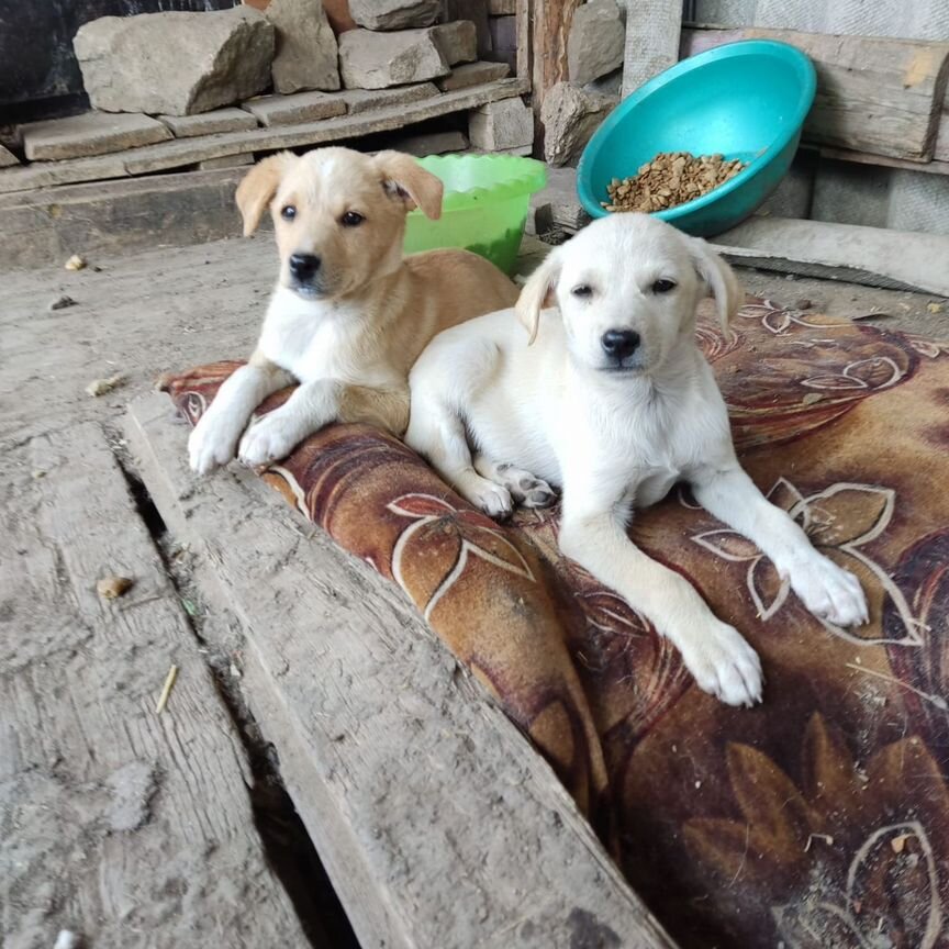 Собака в добрые руки отдам бесплатно