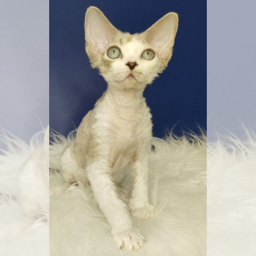 Девон-рекс котёнок