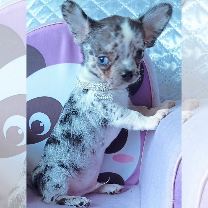 Чихуахуа, щенок