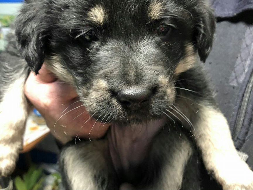 Щенята водолаза, продам, обменяю