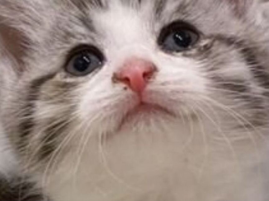 Котята малыши с улицы