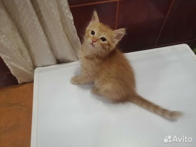 Котята бесплатно