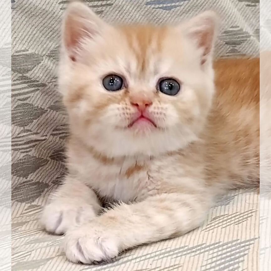 Шотландский прямоухий короткошёрстный котёнок