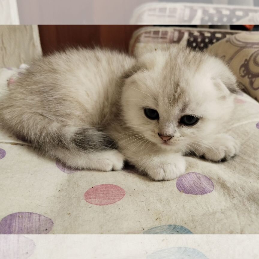 Шотландский вислоухий длинношёрстный котёнок