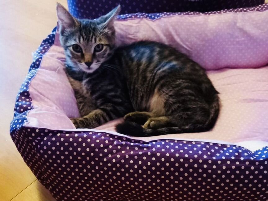 Котеок полосатый медвежонок в дар бесплатно