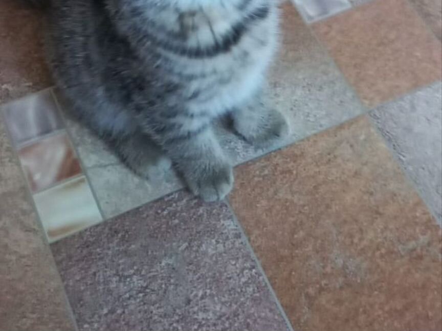 Котенок