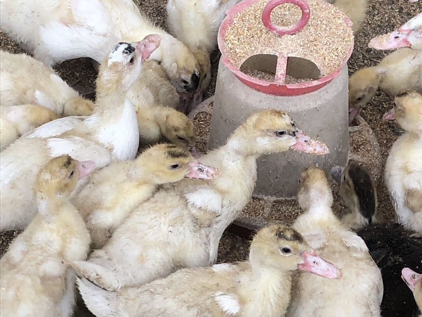 Индоутята подрощенные