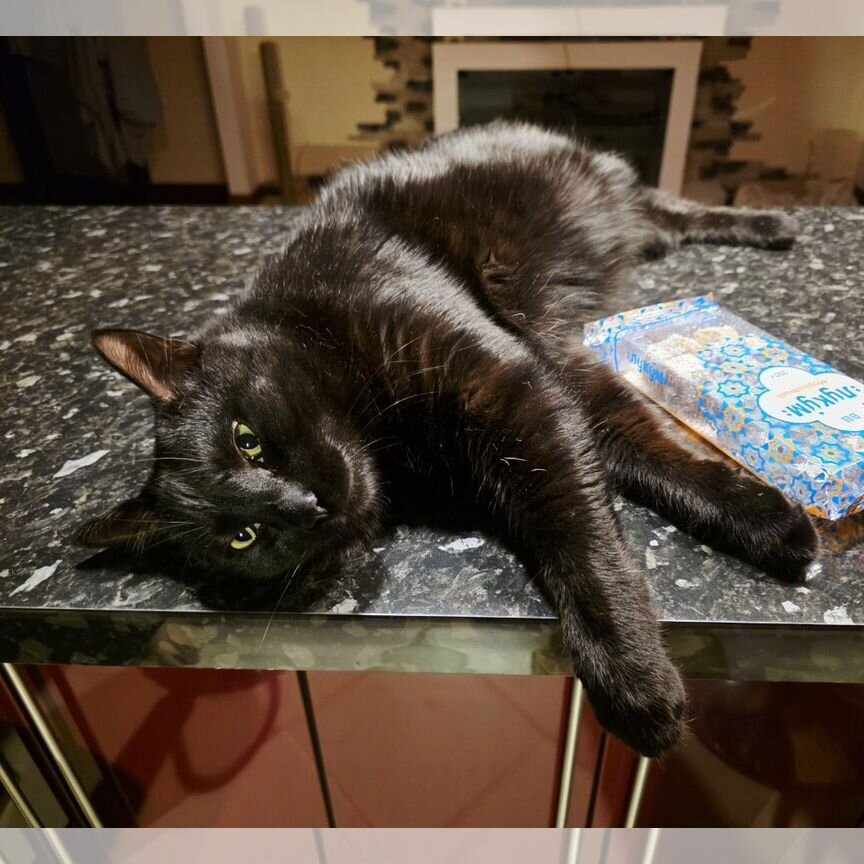 Взрослый кот в добрые руки