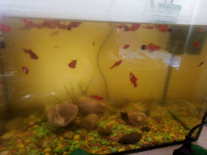 Рыбки меченосцы