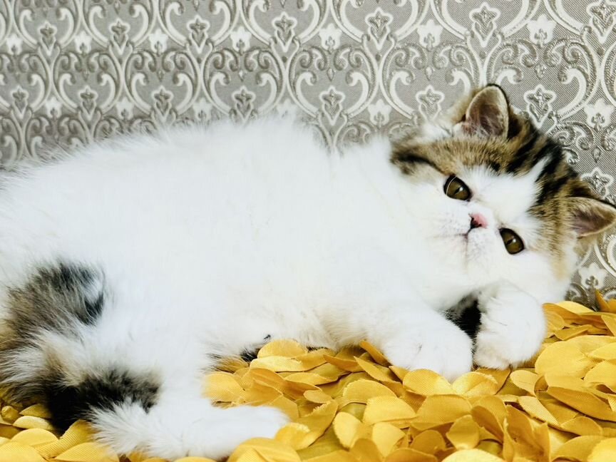 Персы и экзоты