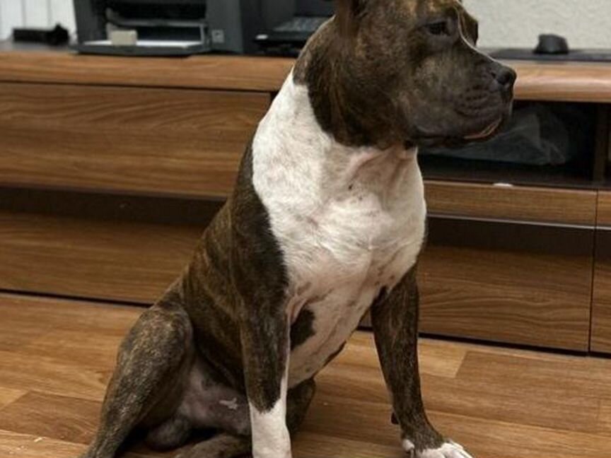 Американский Стаффордширский терьер