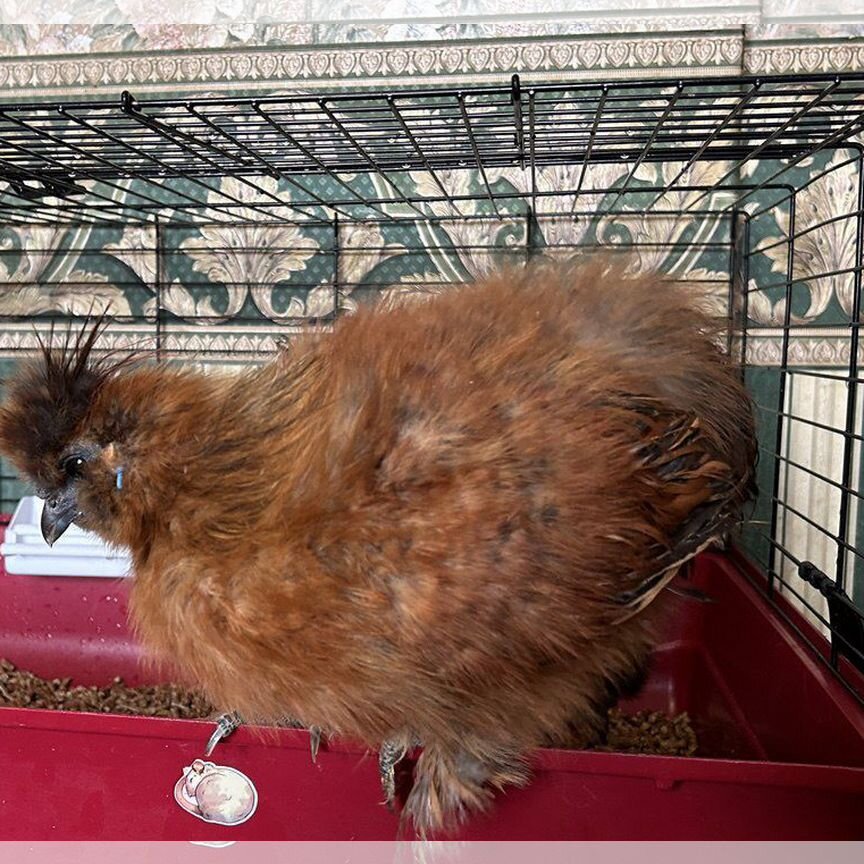 Петушок китайский шёлковый