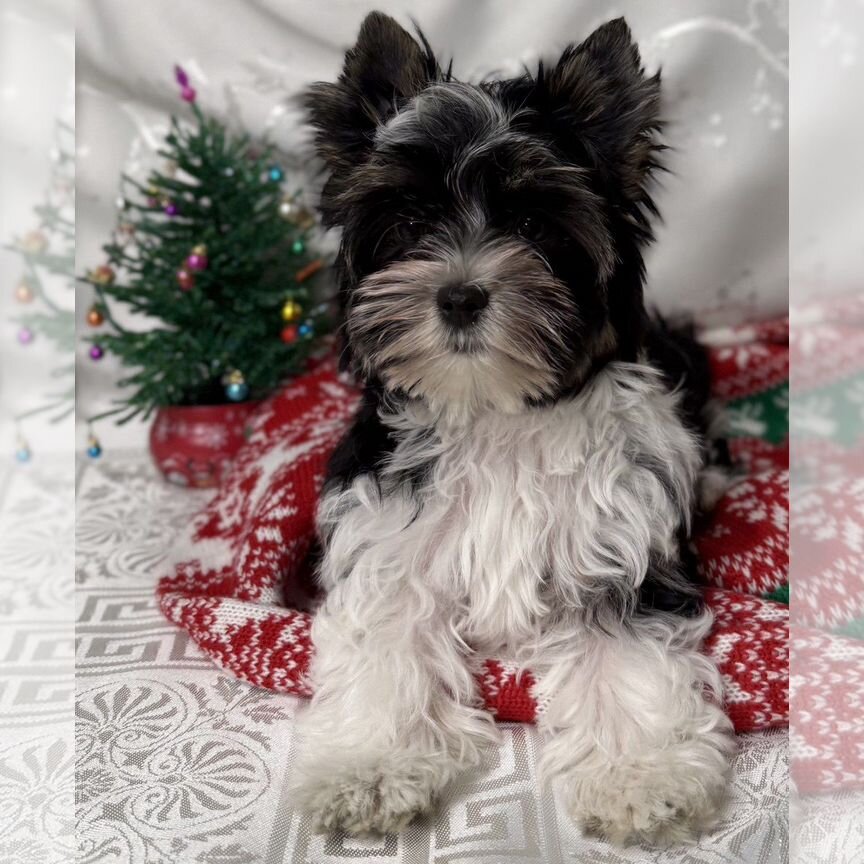 Йоркширский терьер, щенок