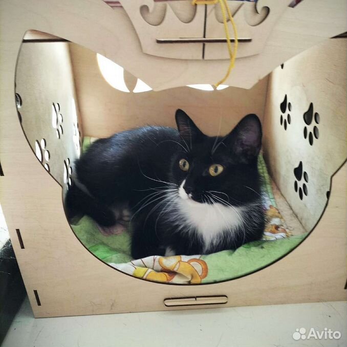 Кошка котенок девочка 11 месяцев стерилизована