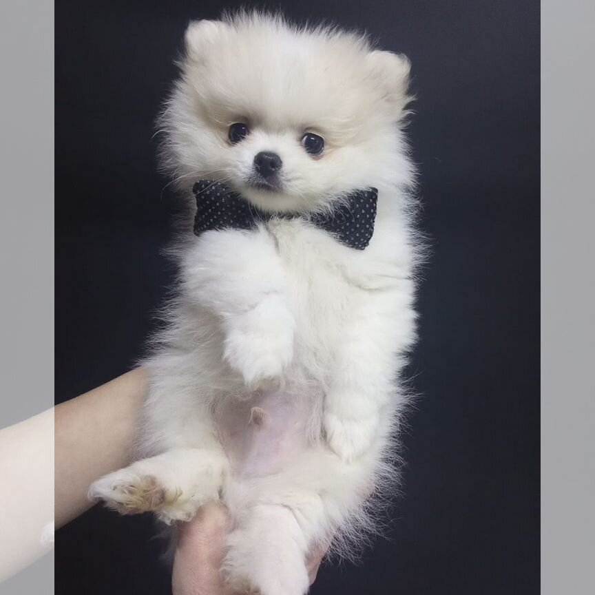 Шпицы немецкие девочка и мальчик