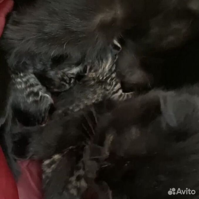 Котята от шотландки