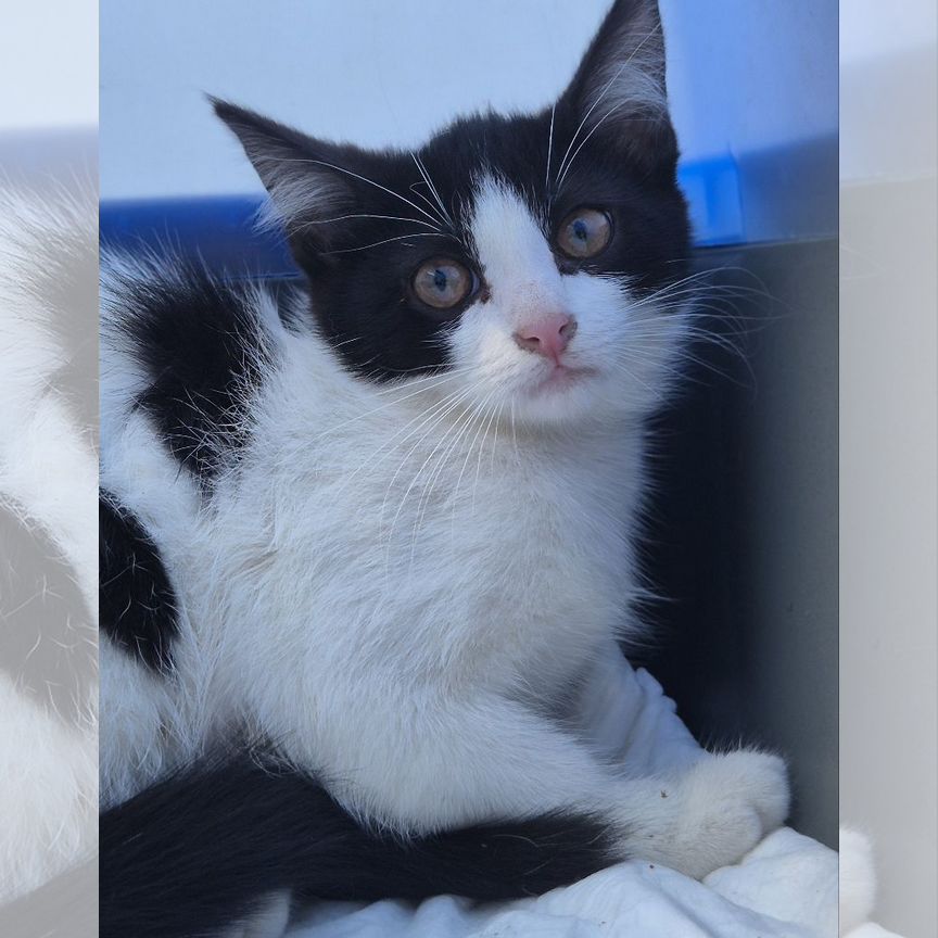 Котенок девочка Панда