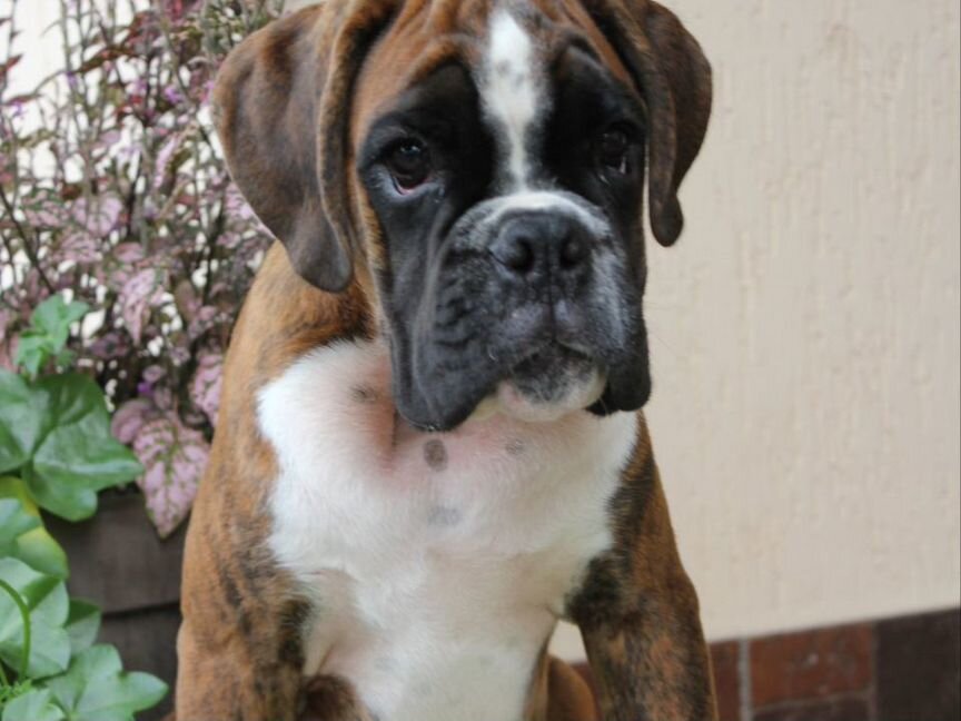 Щенок боксера (мальчик)