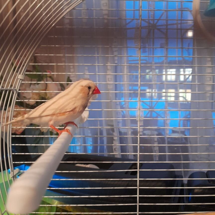 Амадины самец