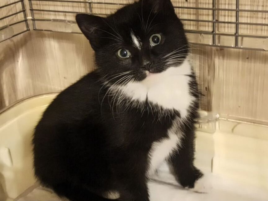 Котенок