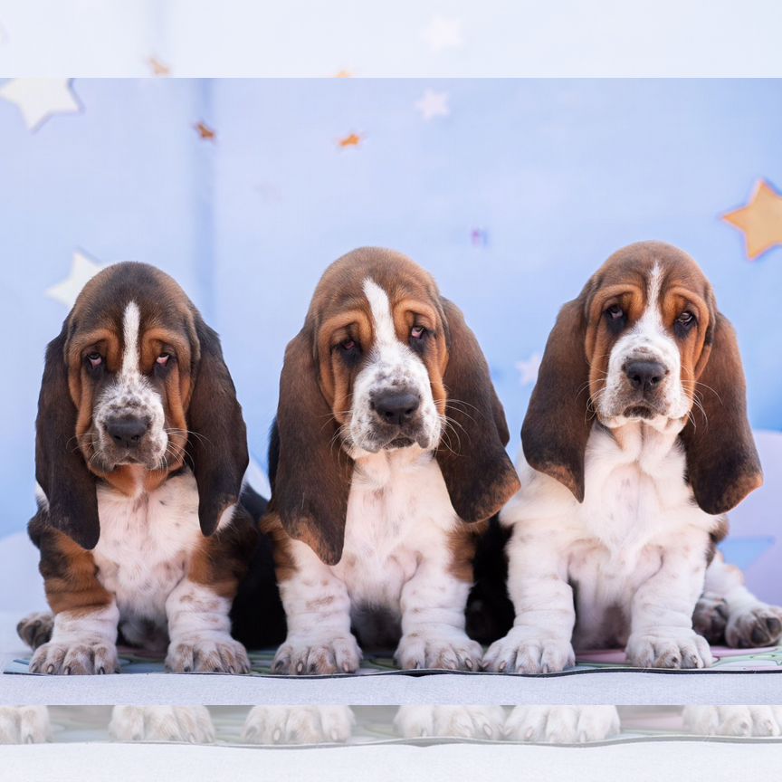Бассет хаунд мальчик и девочки