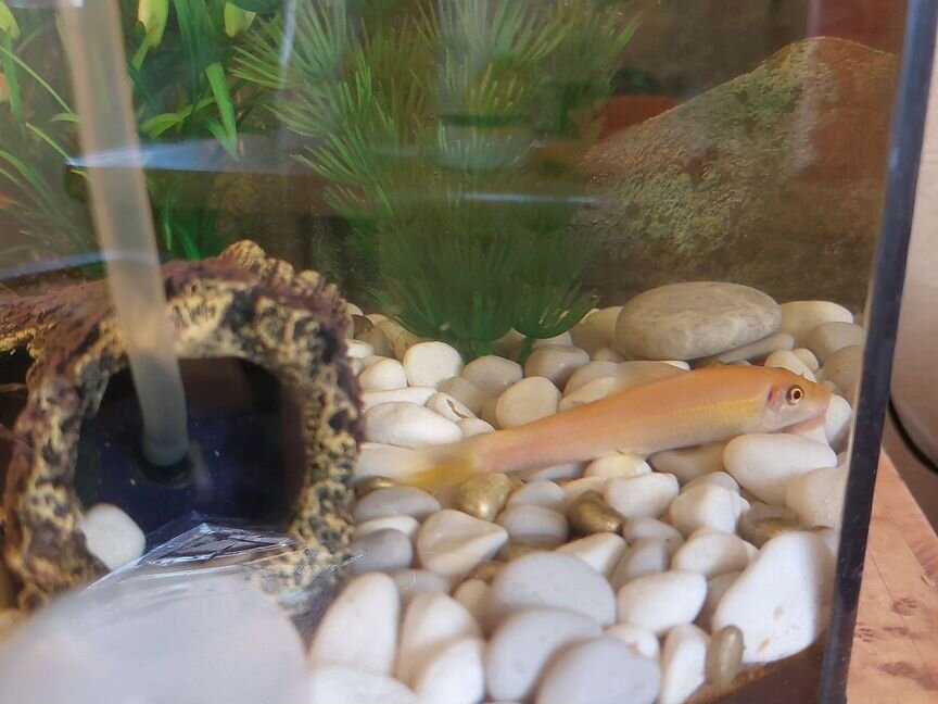 Аквариумный сом "Гиринохейлус"