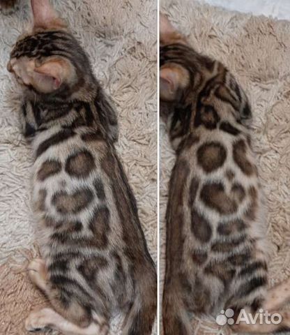 Кошечка