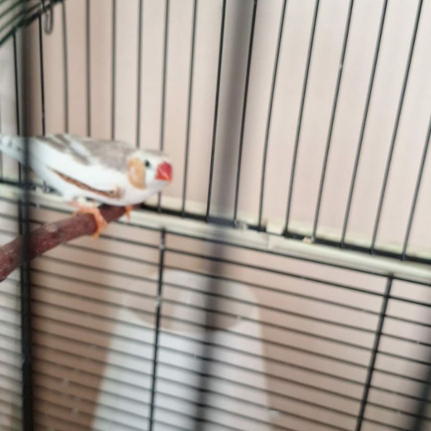 Амадин зебровый