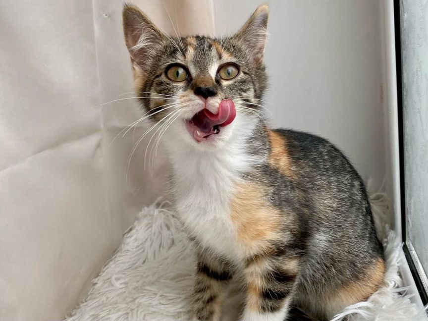 Кошка в дар