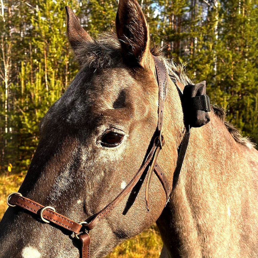 Gps tracker для лошадей