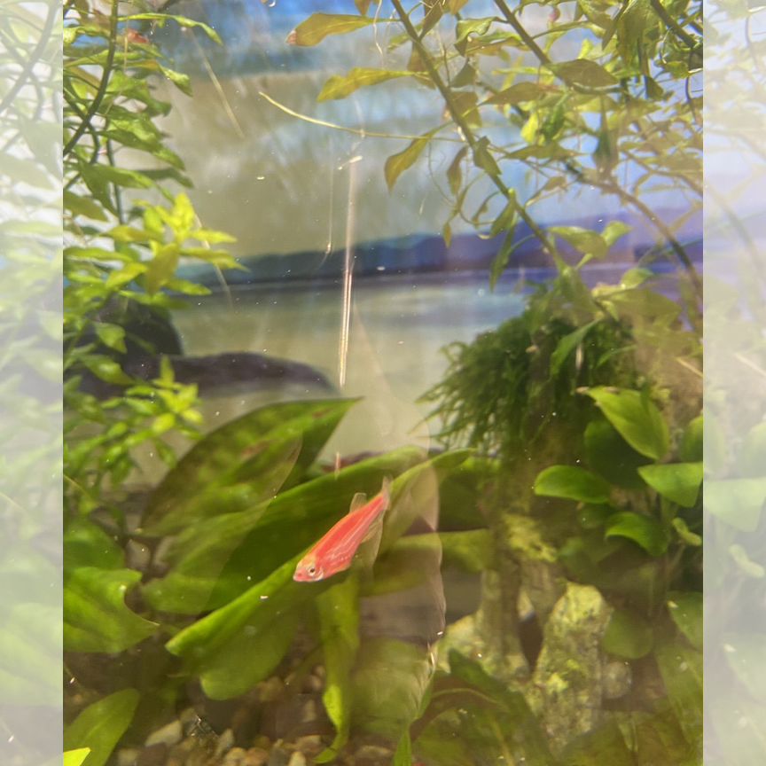 Аквариумные рыбки данио