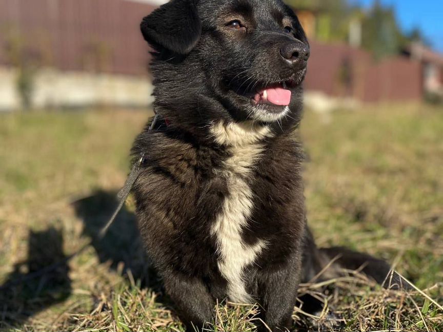 Маленькая собака в дар