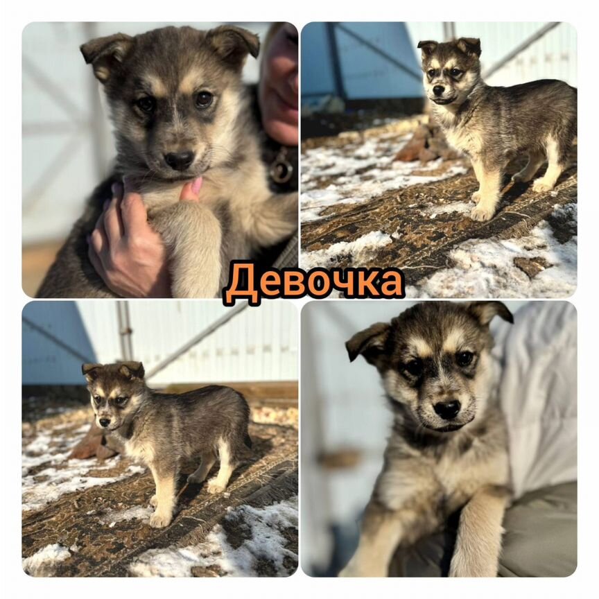 Щенок в добрые руки