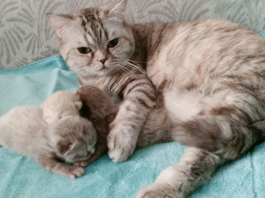 Шотландкие чистокровные котятки