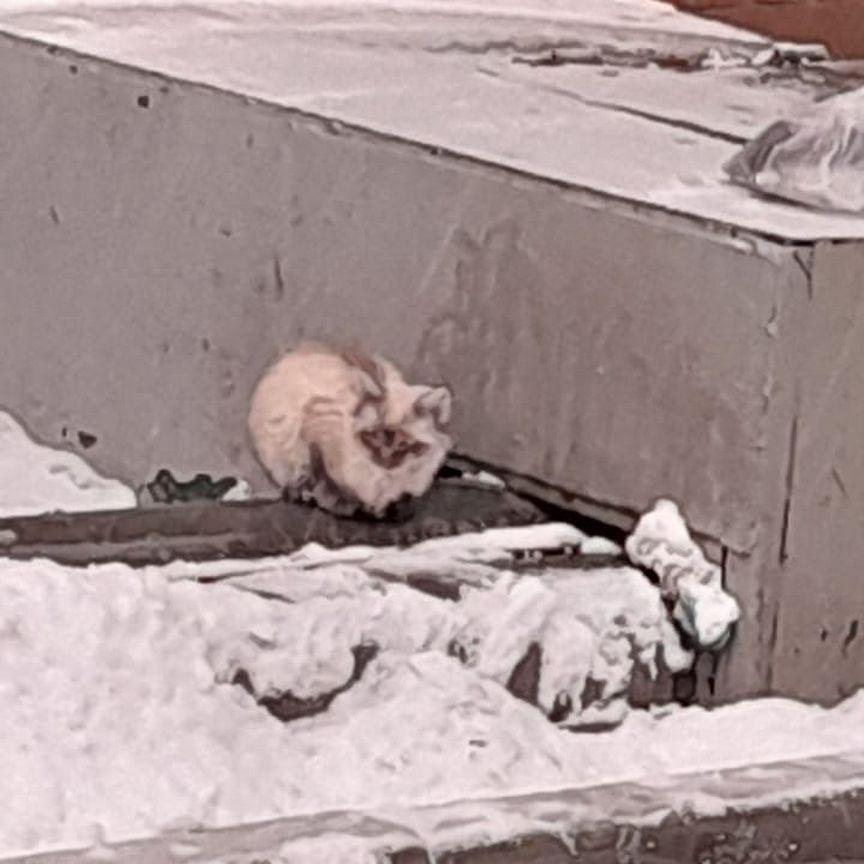 Тайский котенок в беде на улице