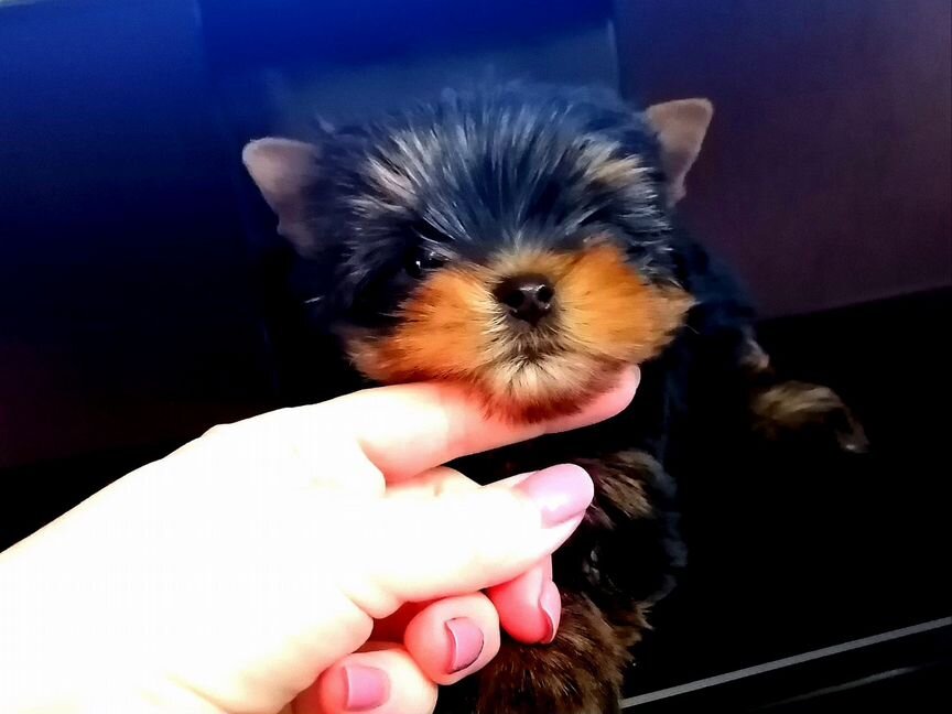 Очень красивые породные,ирисочные детки