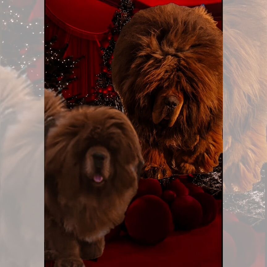 Тибетский мастиф, щенок