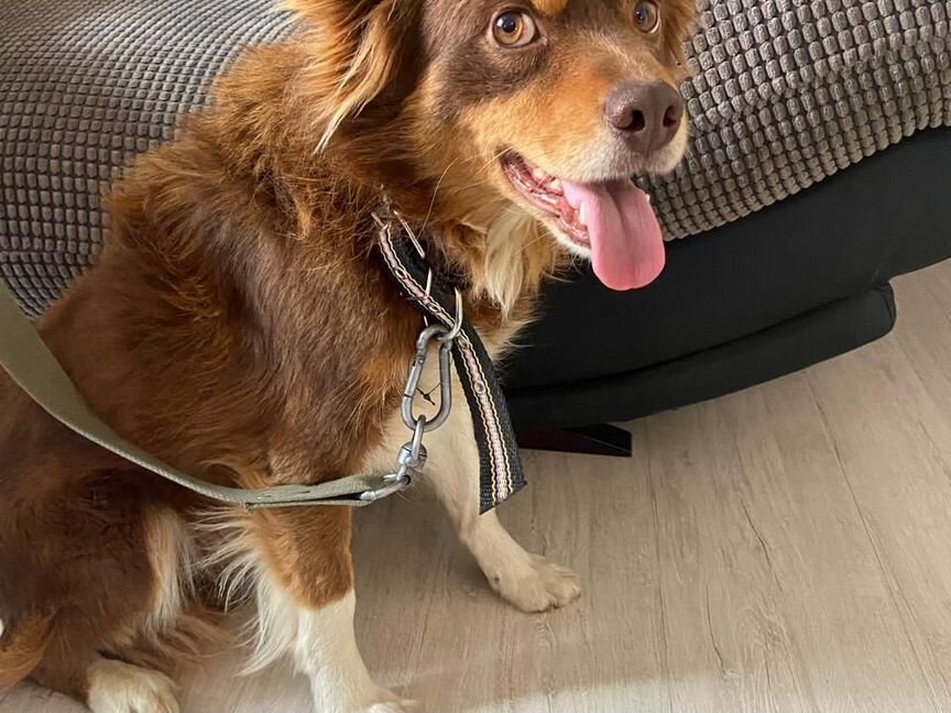 Собака в добрые руки