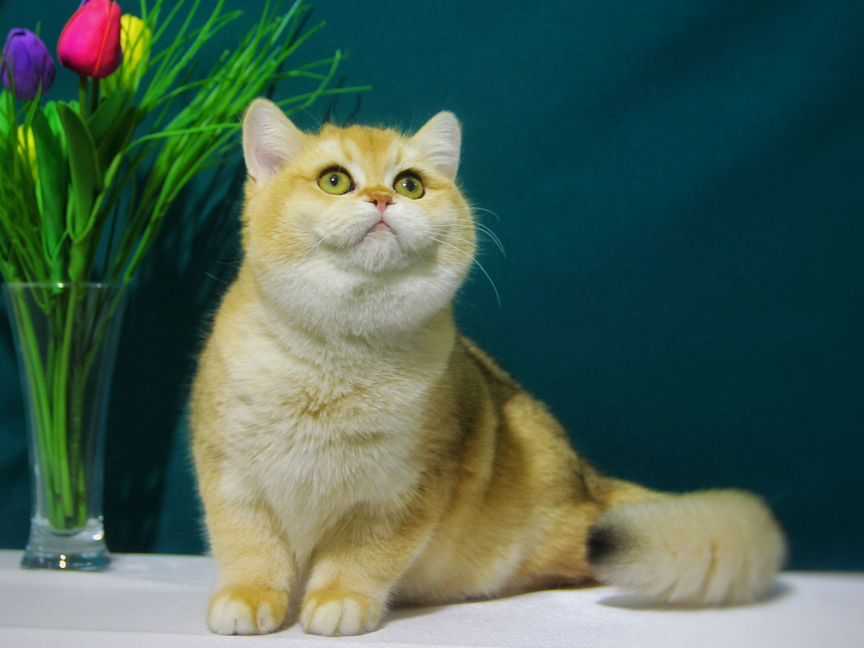 Британские котята золотая шиншилла
