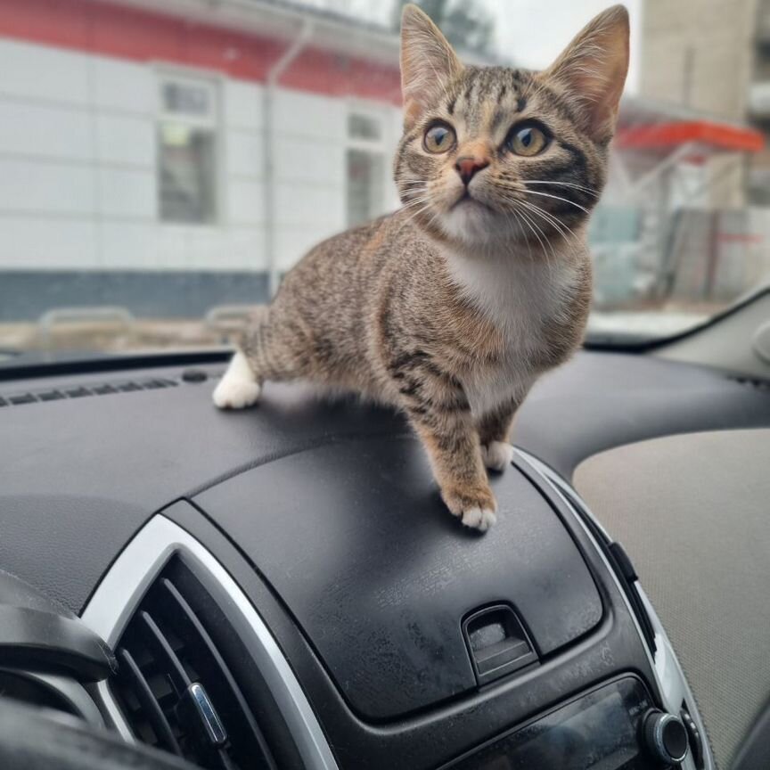 Отдадим кошечку