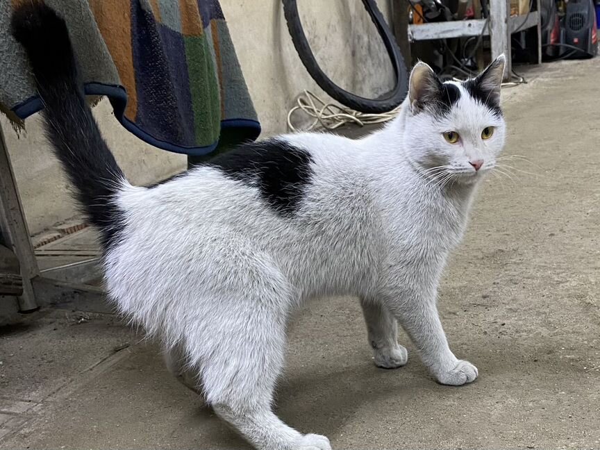 Кошечка Беляш