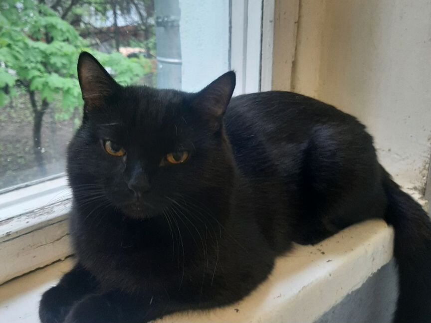 Отдам кота в добрые руки