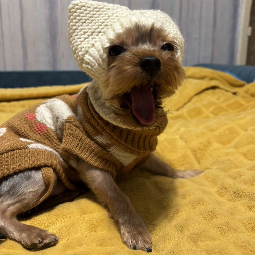 Шапка для собак мелких пород